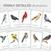 Backyard Birds Printable Flashcards - Montessori Educational Materials ...
