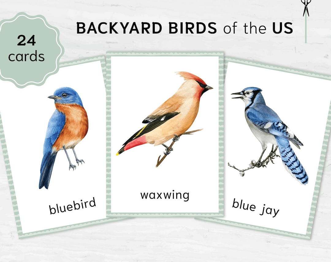 Backyard Birds Printable Flashcards. Montessori Educational Materials ...