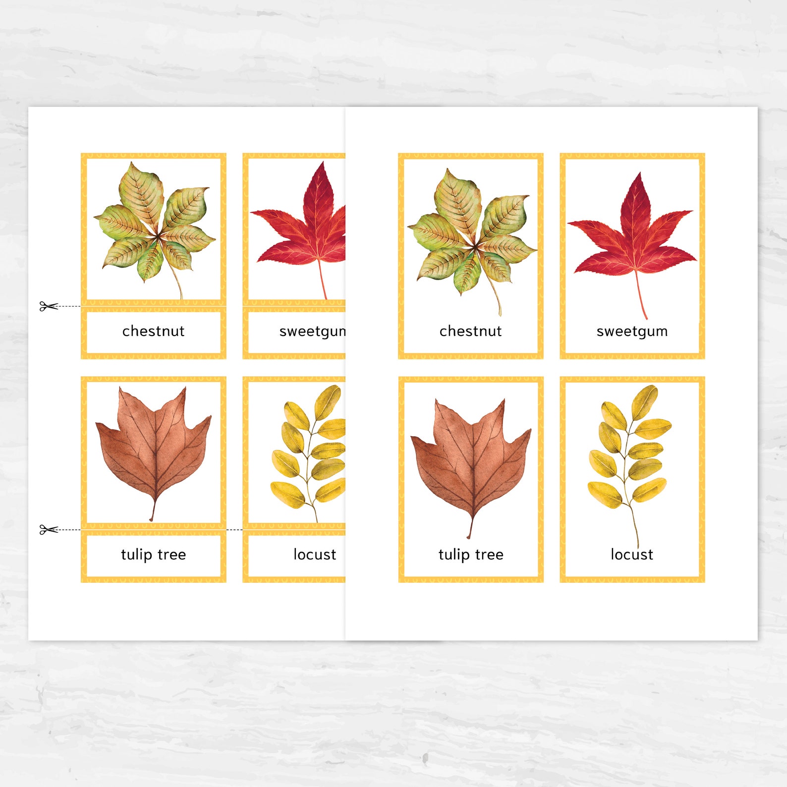 Fall Leaves Identification Cards Printable. Montessori Educational ...