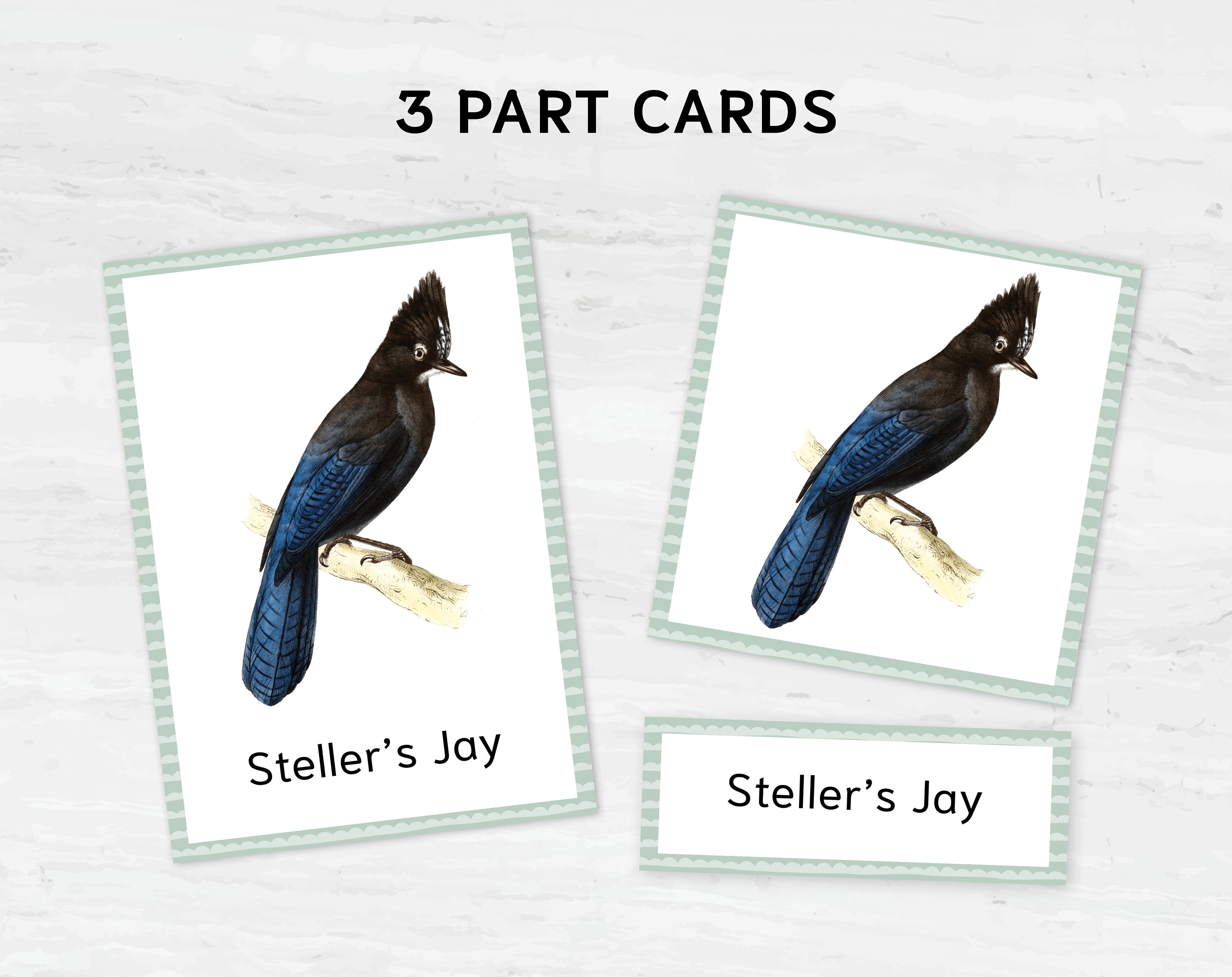 Backyard Birds Printable Flashcards - Montessori Educational Materials ...