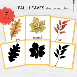 Autumn Leaves Shadow Matching Cards. Montessori-based Leaf - Etsy