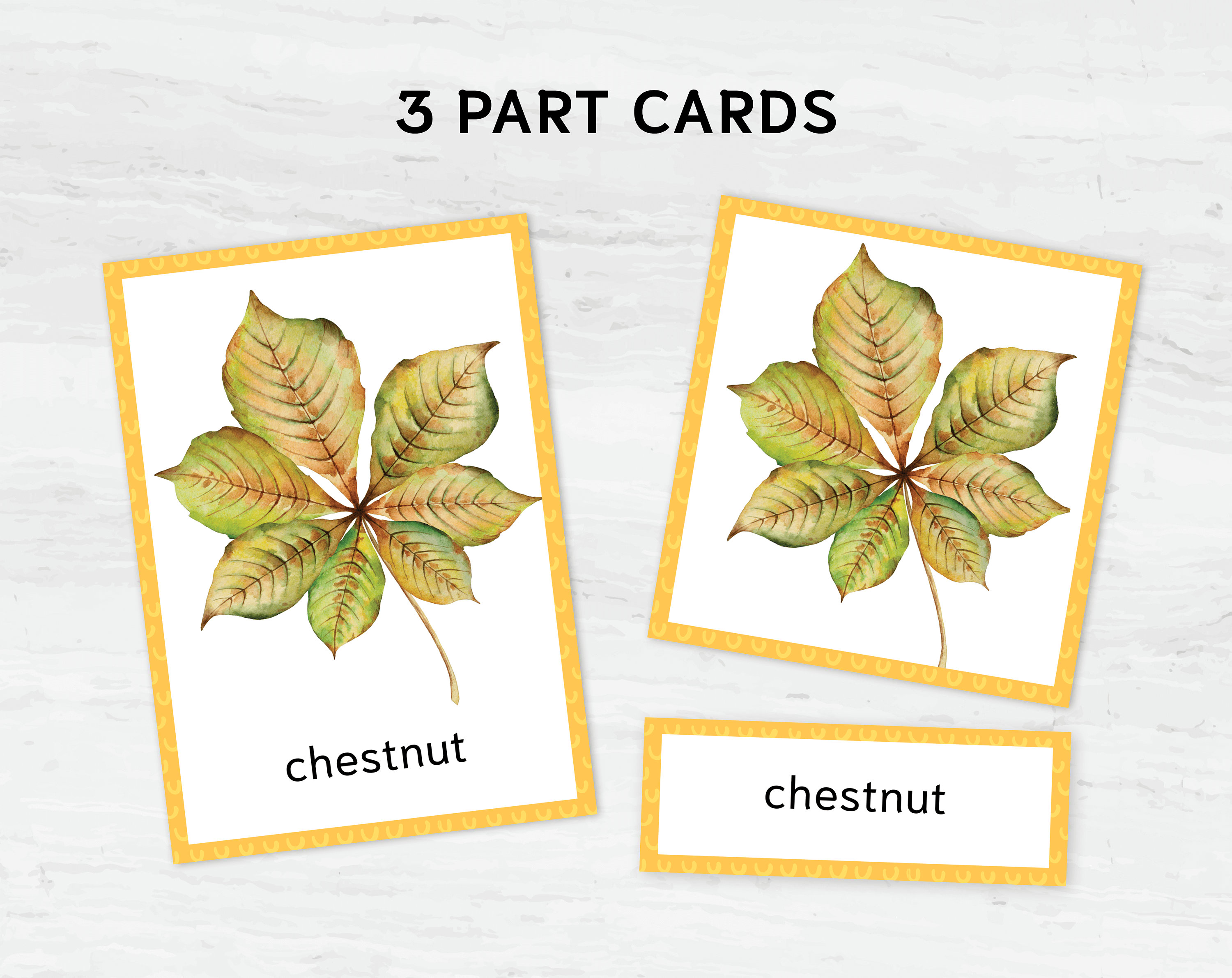 Fall Leaves Identification Cards Printable. Montessori Educational ...