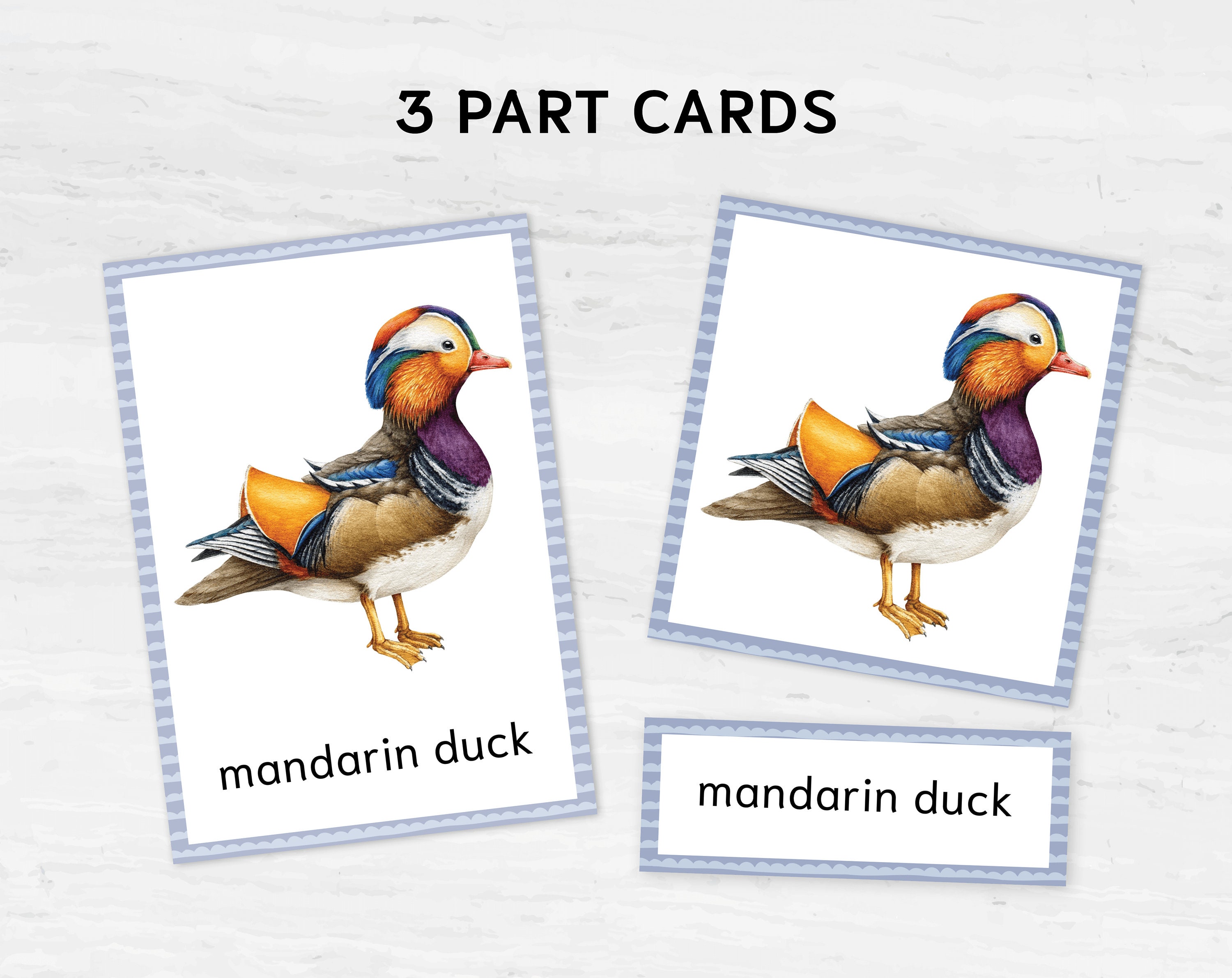 Colorful Bird Flashcards. Printable Educational Materials. Montessori ...