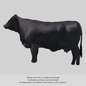 Black Angus Png Patch - Etsy