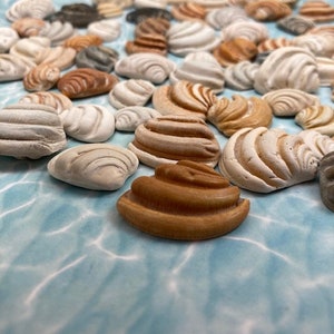 RARE Pawleys Island Shells Seashell Imperial chunky Venus Clam 1 Piece ...