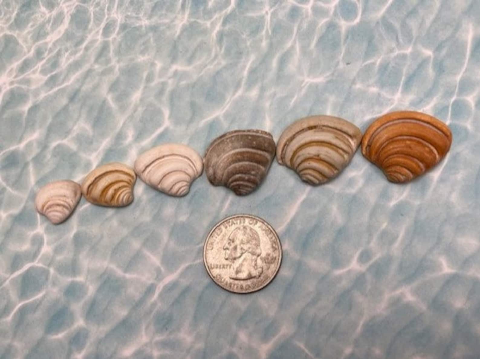 RARE Pawleys Island Shells Seashell Imperial chunky Venus Clam 1 Piece ...