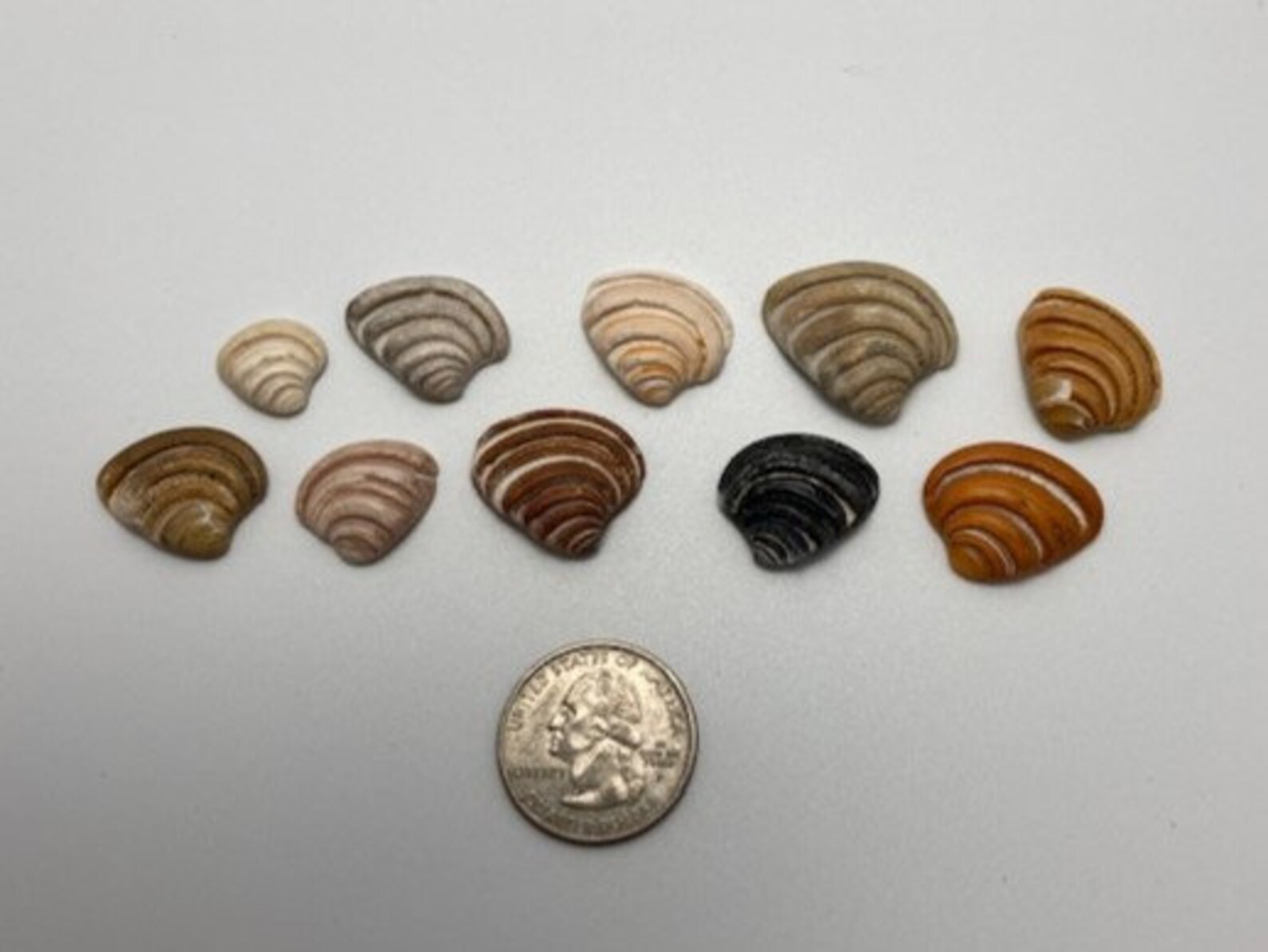 RARE Pawleys Island Shells Seashell Imperial chunky Venus Clam 1 Piece ...