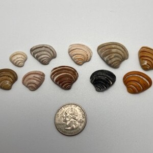 RARE Pawleys Island Shells Seashell Imperial chunky Venus Clam 1 Piece ...