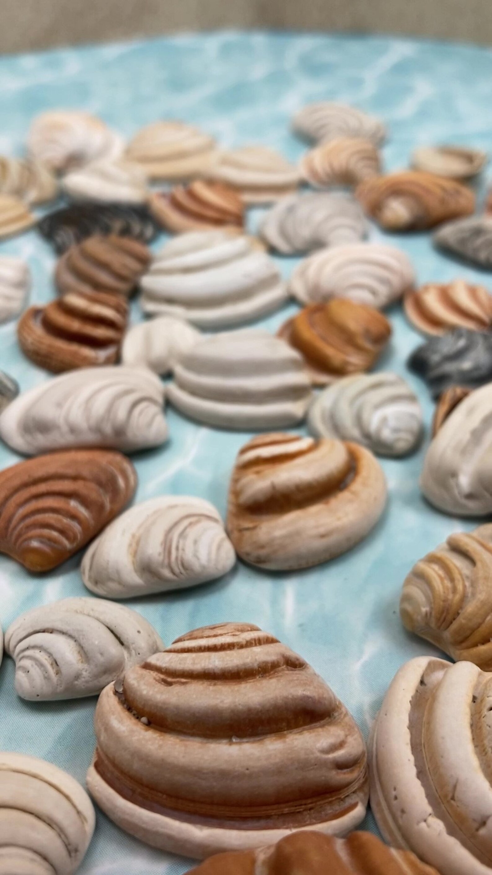 RARE Pawleys Island Shells Seashell Imperial chunky Venus Clam 1 Piece ...