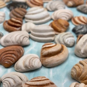 RARE Pawleys Island Shells Seashell Imperial chunky Venus Clam 1 Piece ...