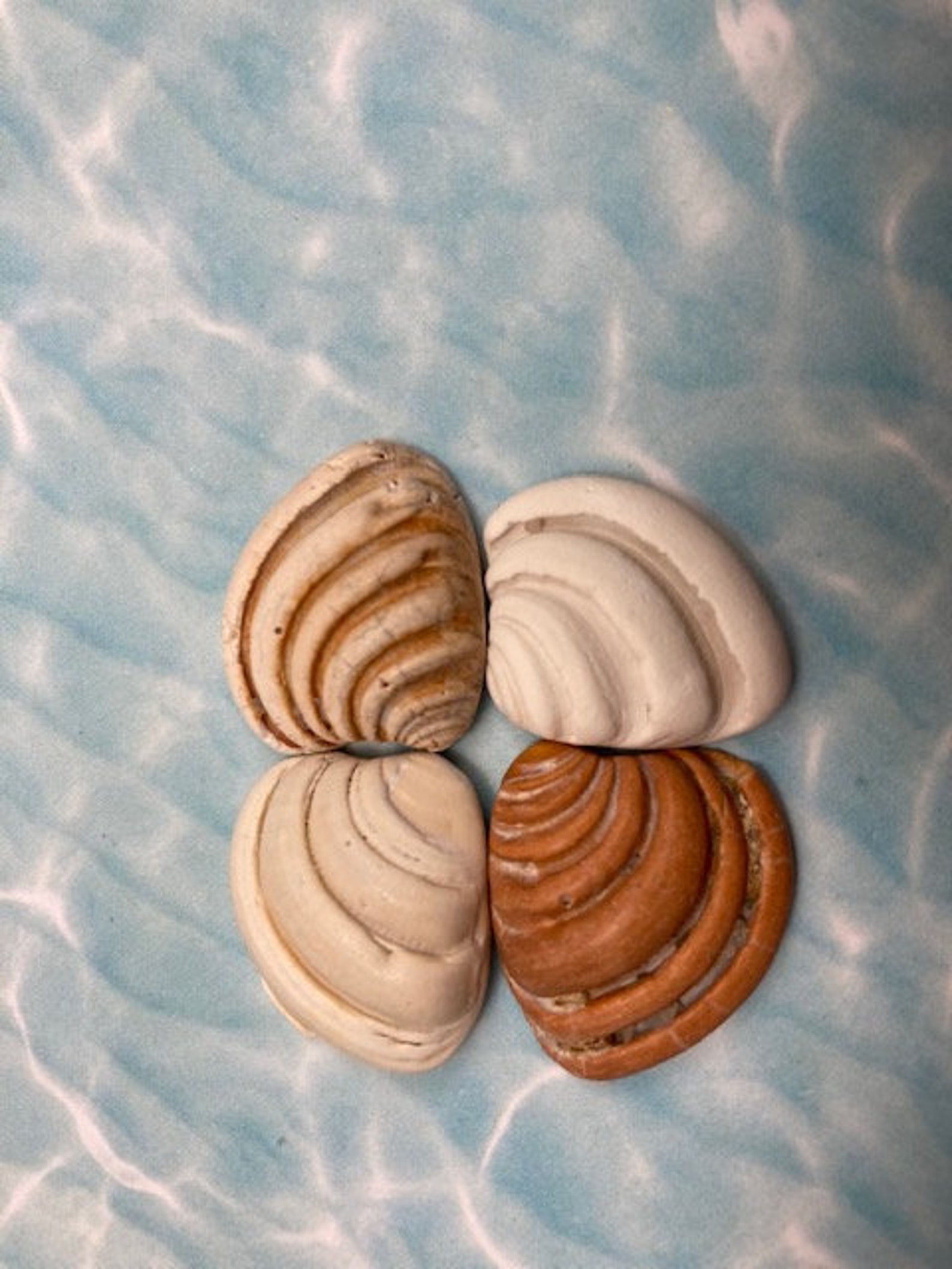 RARE Pawleys Island Shells Seashell Imperial chunky Venus Clam 1 Piece ...