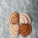 RARE Pawleys Island Shells Seashell Imperial chunky Venus Clam 1 Piece ...
