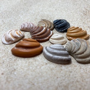 RARE Pawleys Island Shells Seashell Imperial chunky Venus Clam 1 Piece ...