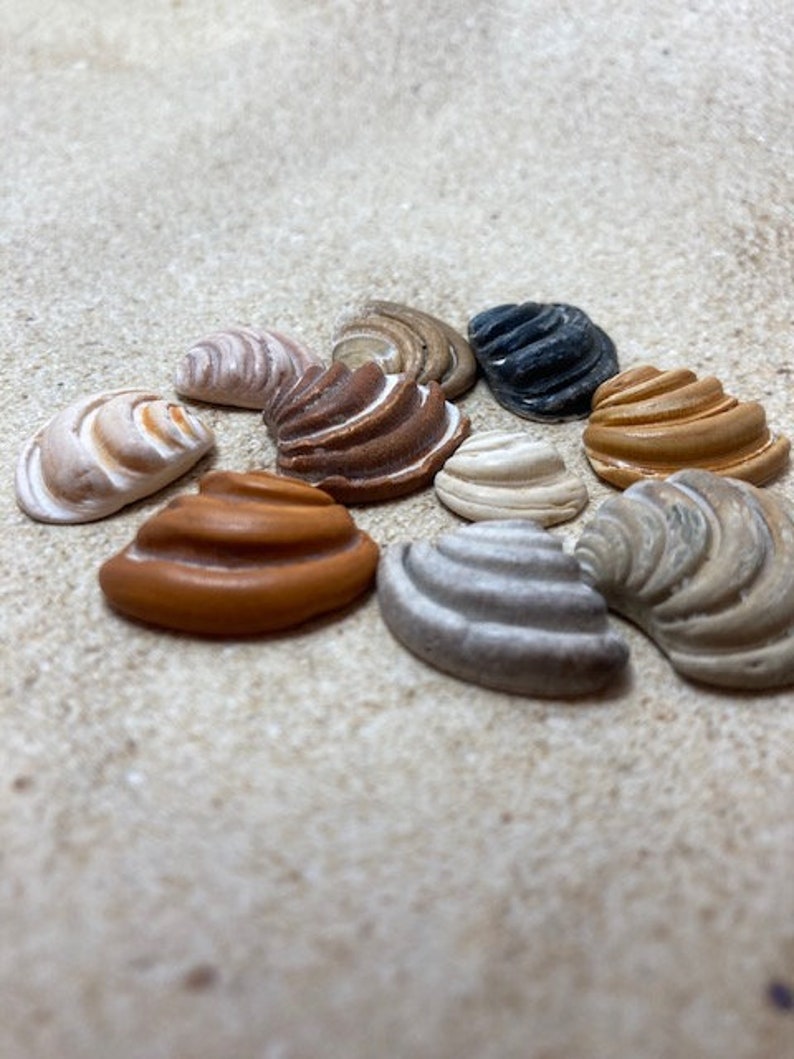 RARE Pawleys Island Shells Seashell Imperial - Etsy