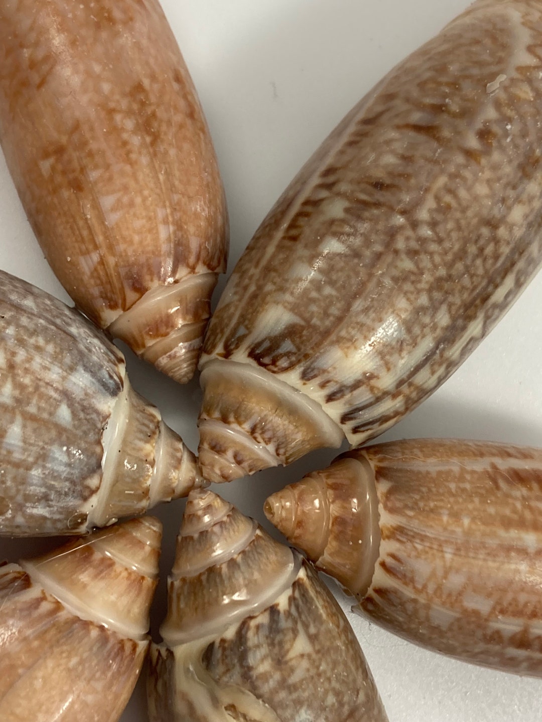 Bulk Lettered Olive Shells | Olive Snail Shells | Olividae | 30mm-50mm ...