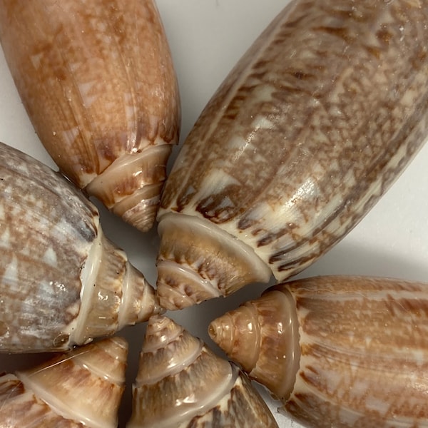 Sea Shell Jewelry - Etsy