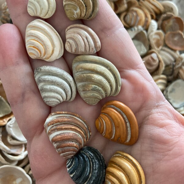 Rare Sea Shells - Etsy
