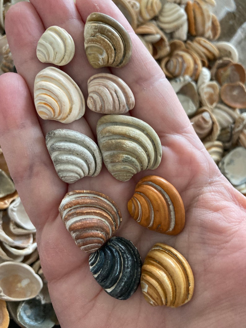 RARE Pawleys Island Shells Seashell Imperial chunky Venus Clam 1 Piece ...