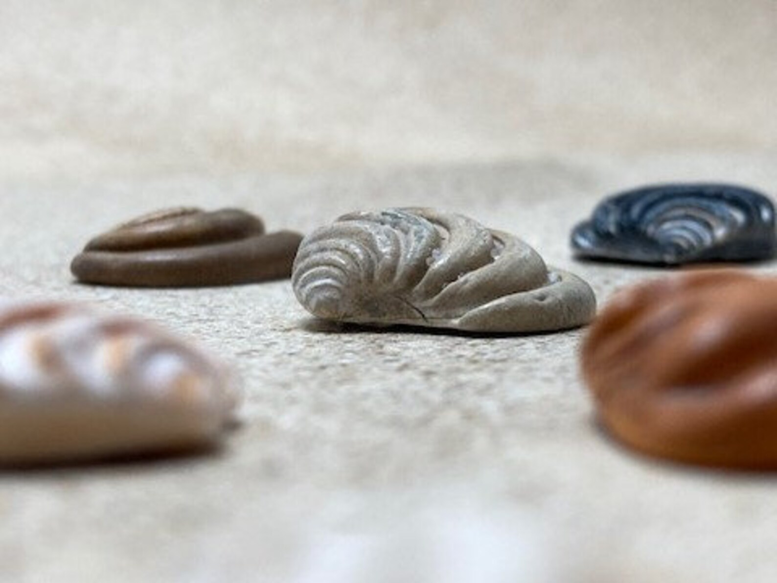 RARE Pawleys Island Shells Seashell Imperial chunky Venus Clam 1 Piece ...