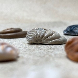 RARE Pawleys Island Shells Seashell Imperial chunky Venus Clam 1 Piece ...