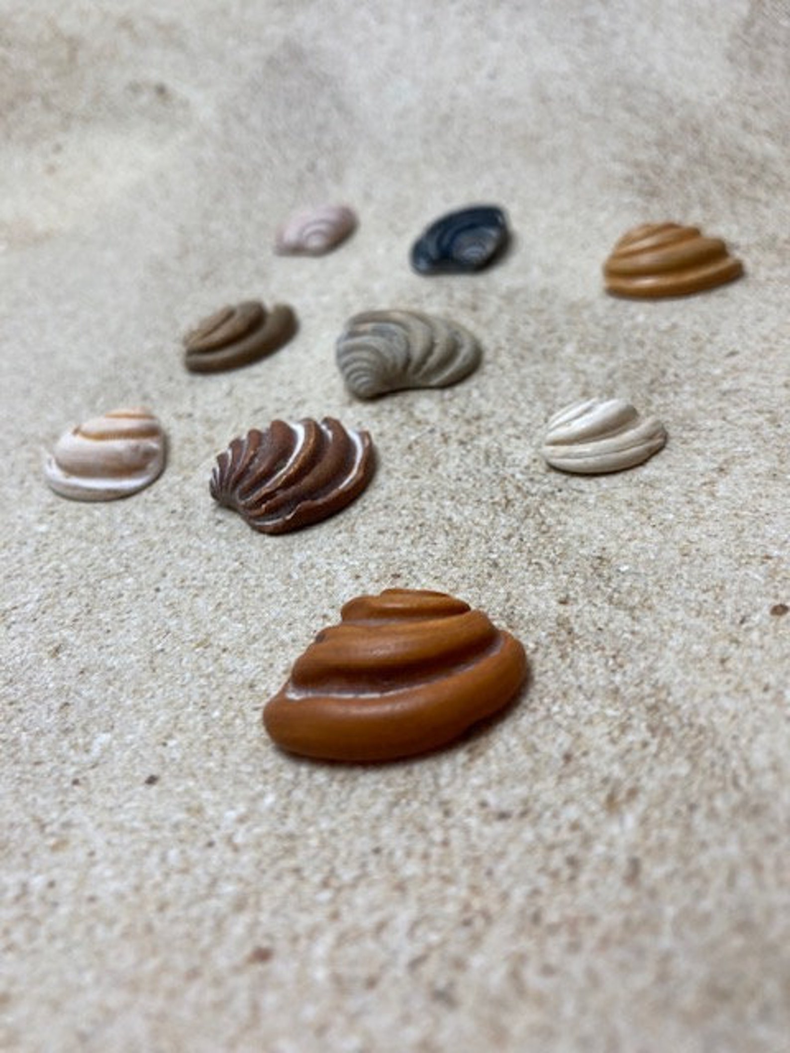 RARE Pawleys Island Shells Seashell Imperial chunky Venus Clam 1 Piece ...