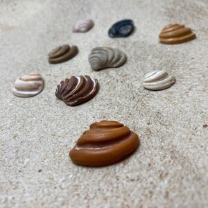 RARE Pawleys Island Shells Seashell Imperial chunky Venus Clam 1 Piece ...