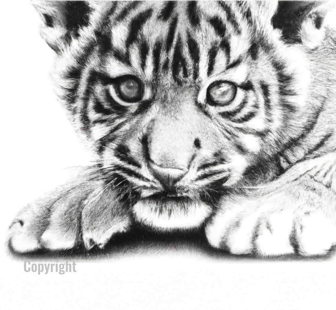 Cute Tiger Cub Pencil Drawing Digital Files for Print JPG - Etsy