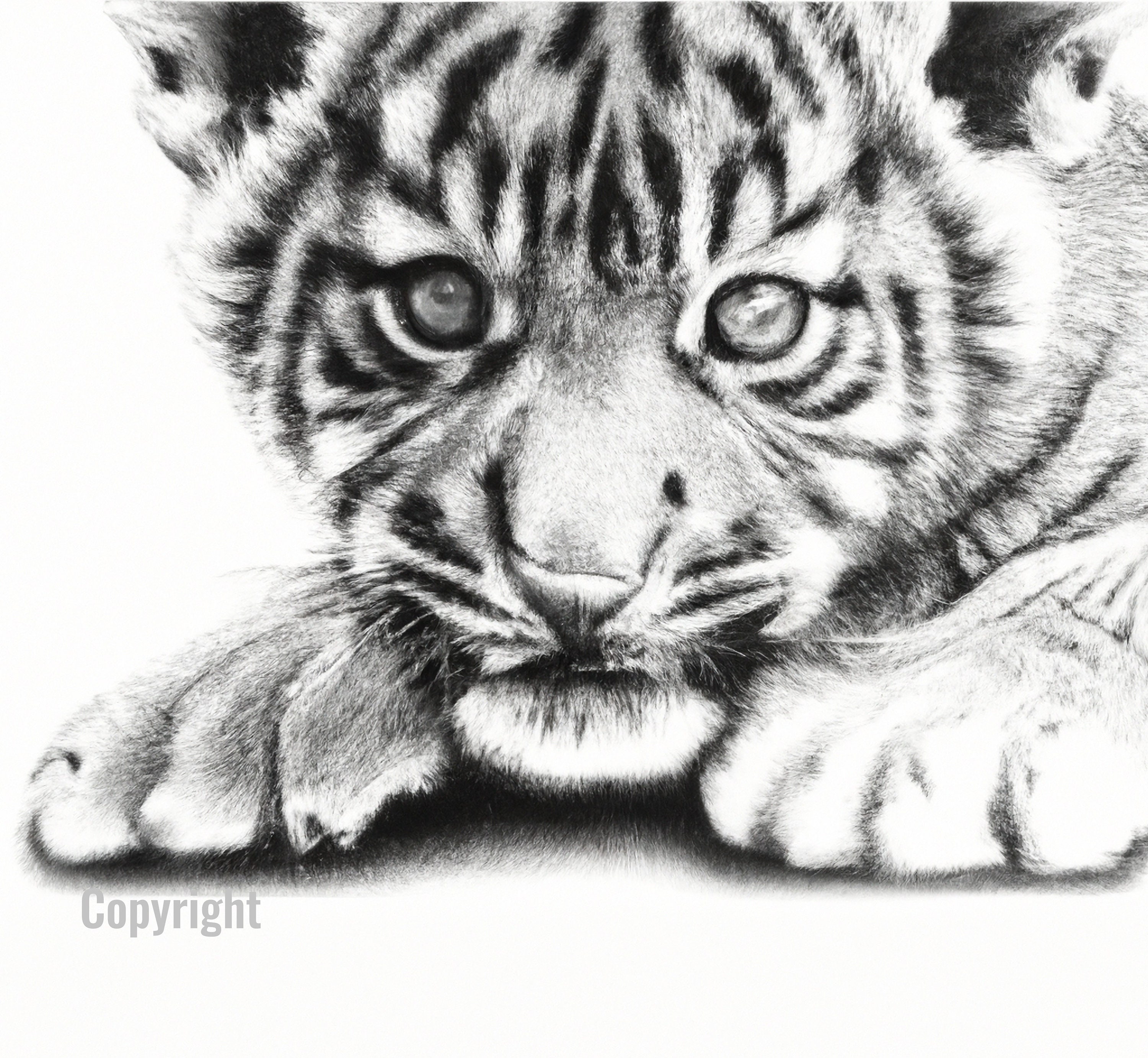Cute Tiger Cub Pencil Drawing - Digital Files for Print - JPG and PNG ...