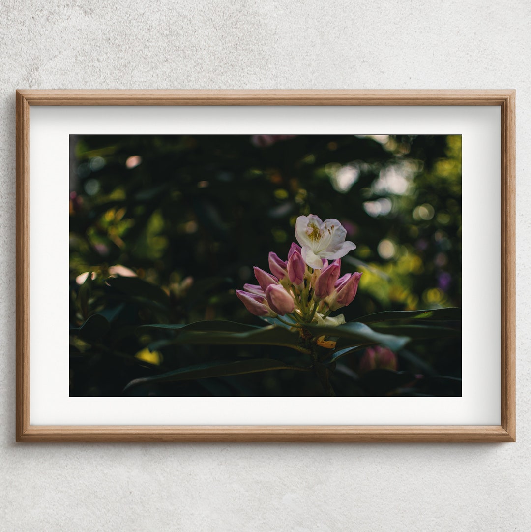 Floral Photography Print Close-up Bloom Beauty Blooming Flower Digital ...