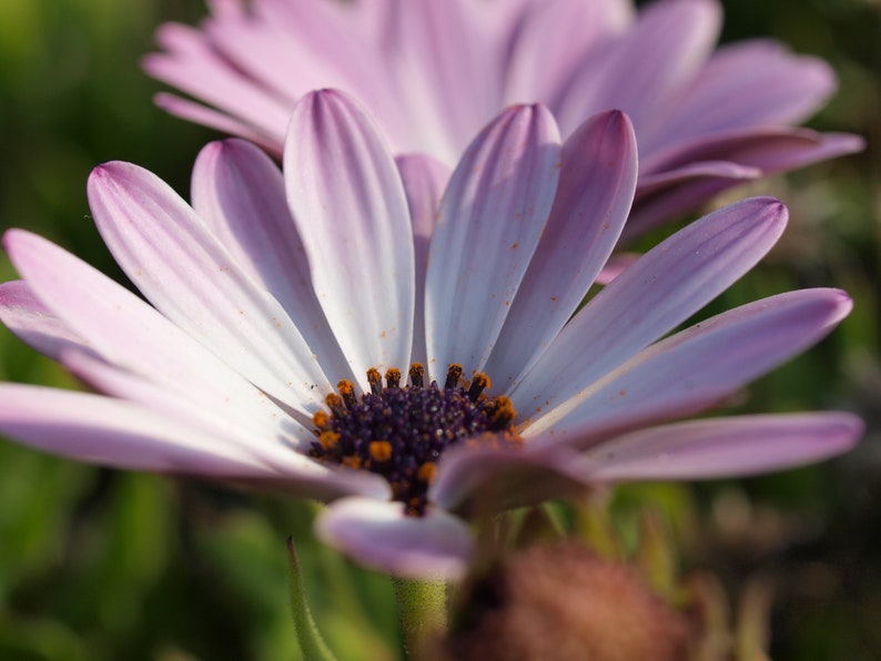 Purple Daisy Flower - Etsy