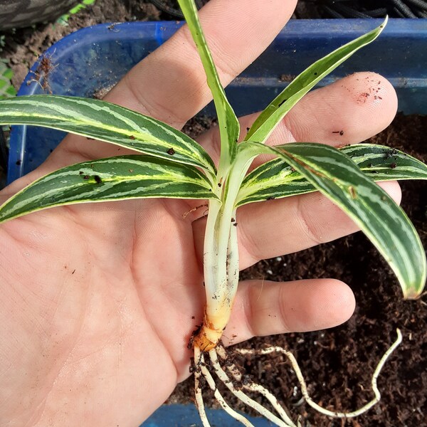Chinese Evergreen Aglaonema - Etsy