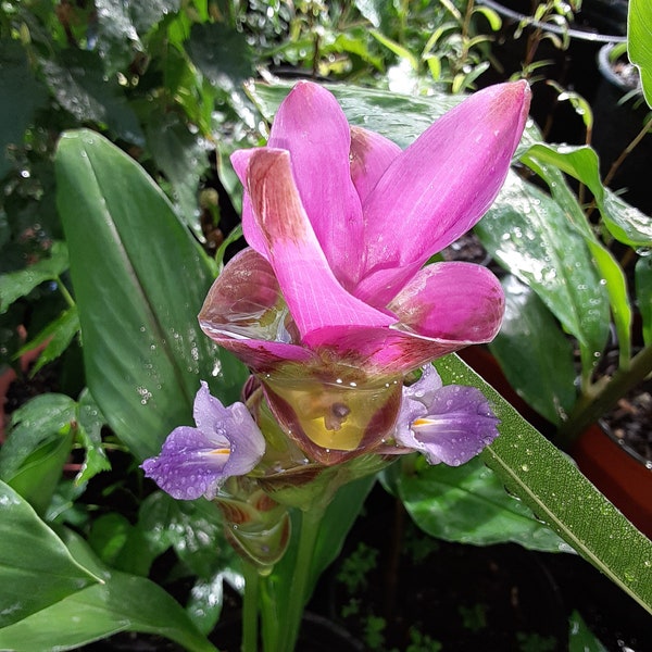 Spiral Ginger Plant - Etsy
