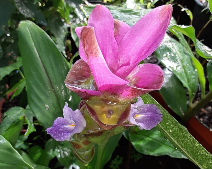 Tropical Siam Tulip Ginger- Dark Pink Flowering Plant - Etsy
