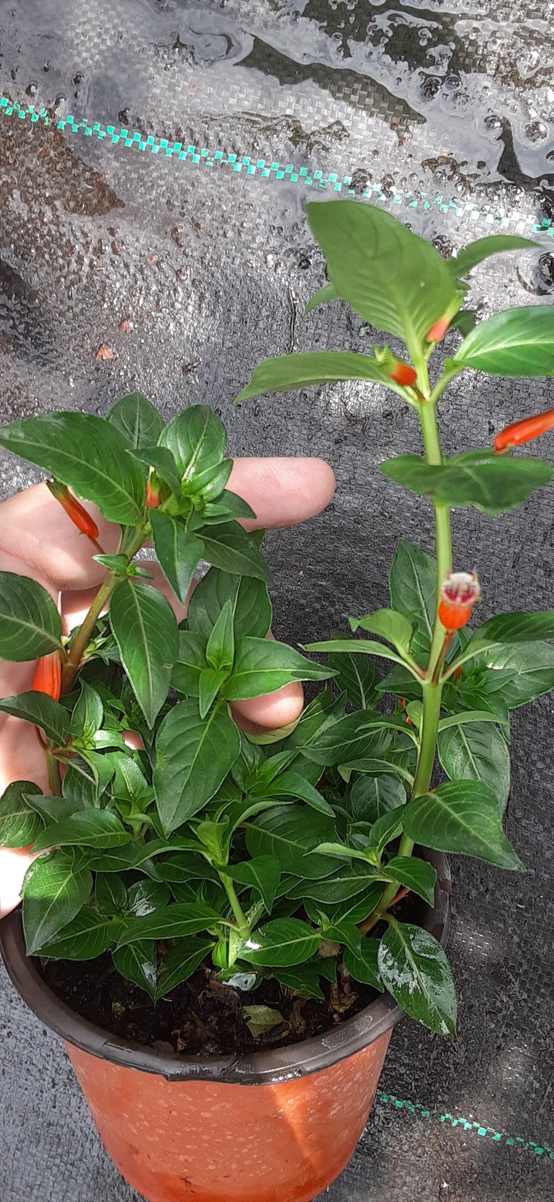 Cigar Flower Plant (cuphea Ignea)- Live Starter Plant - Etsy