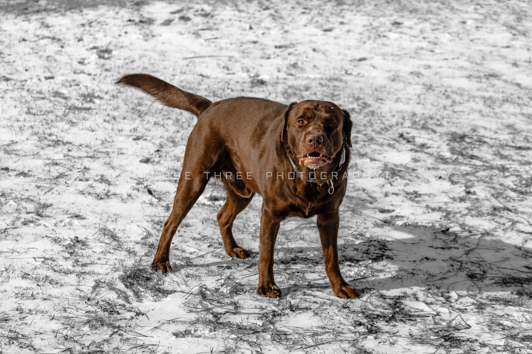 Labrador Winter - Etsy