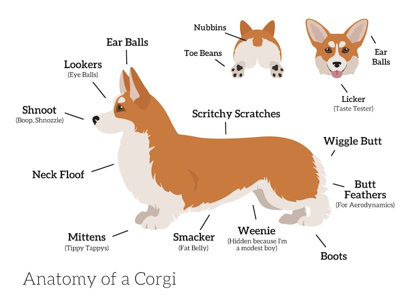 Anatomy of a Corgi - Etsy