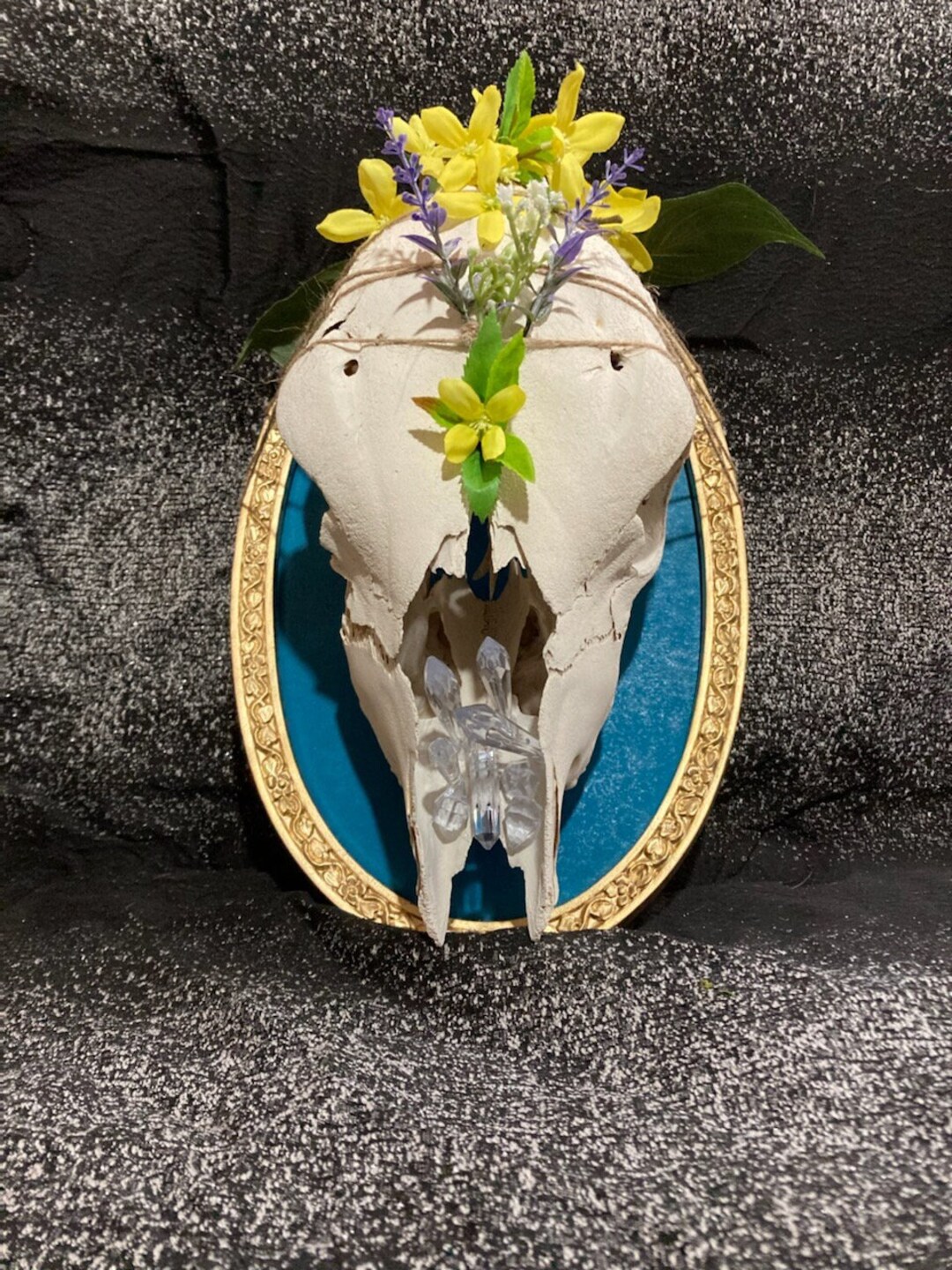 Adolescent Calf Skull Re-articulated and Mounted in 14 - Etsy