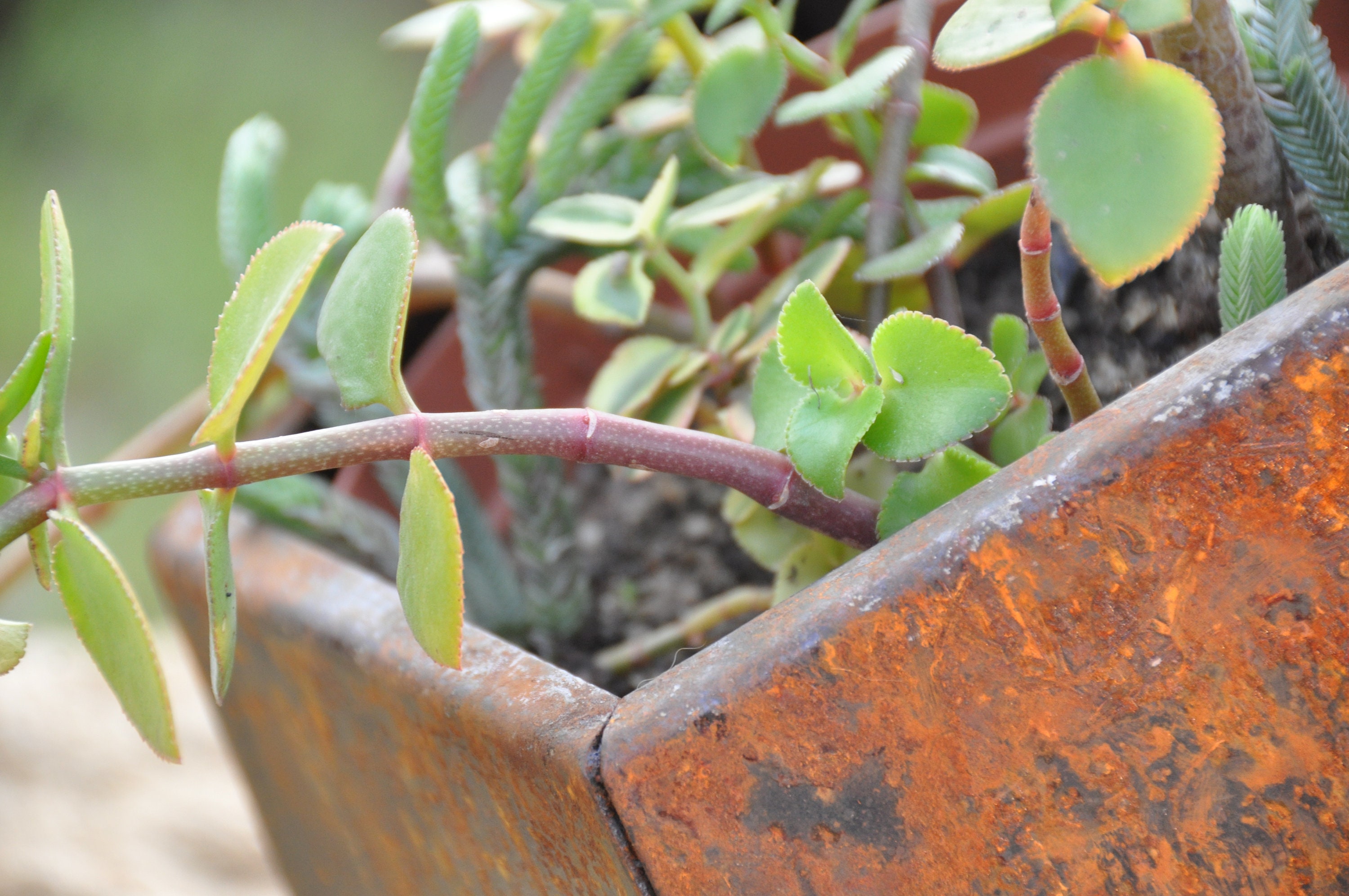 Pentagonal Leaning Pot in Corten Steel, Designer Planting Container for ...