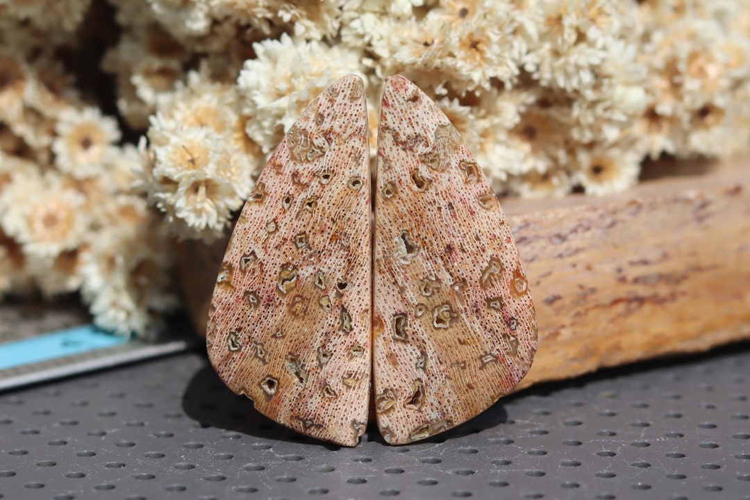 Jewelry Petrified Palm Root Pocket Wood Pair Rare Pattern Palm Wood ...