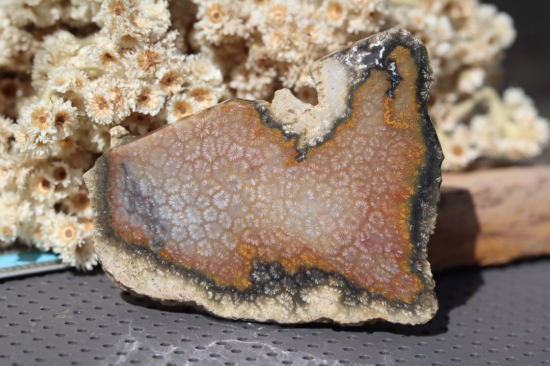 Fossilized Coral Slab Dry Condition on Last 2 Photos Cabochons Maker ...