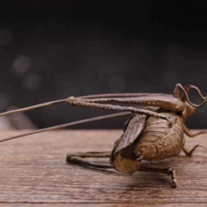 Handmade Copper Grasshopper Figurine, Small Ornament Tea Pet - Etsy