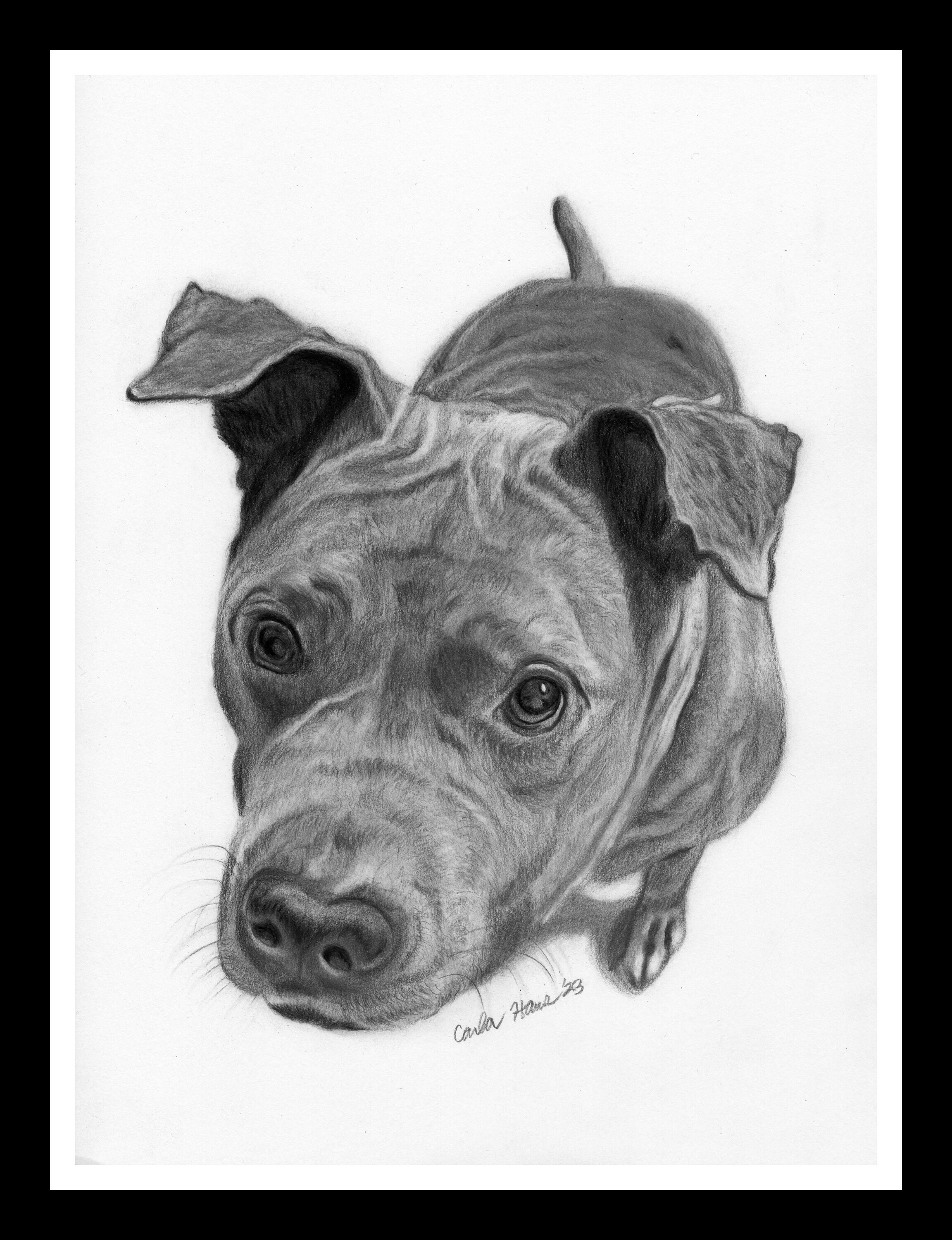 Custom Hand-drawn Pet Portraits - Etsy