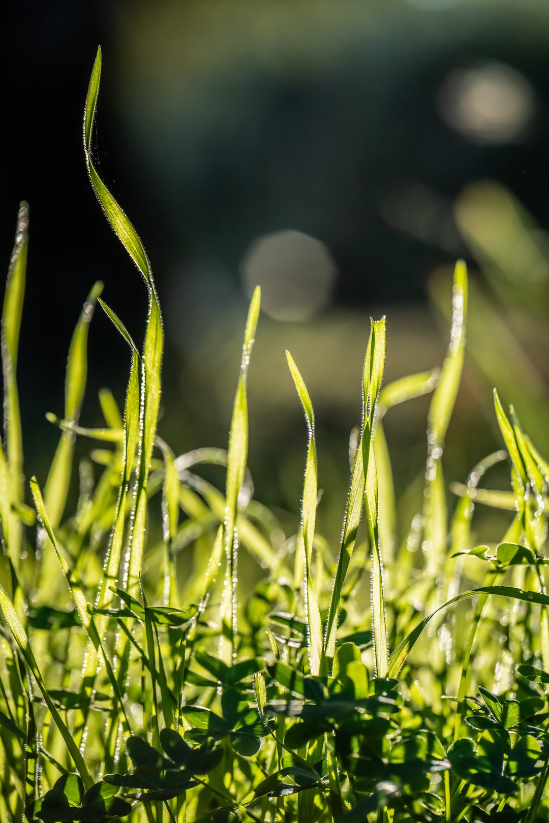 Grass is Greener on the Other Side , Light Hiting Grass, Illuminated ...
