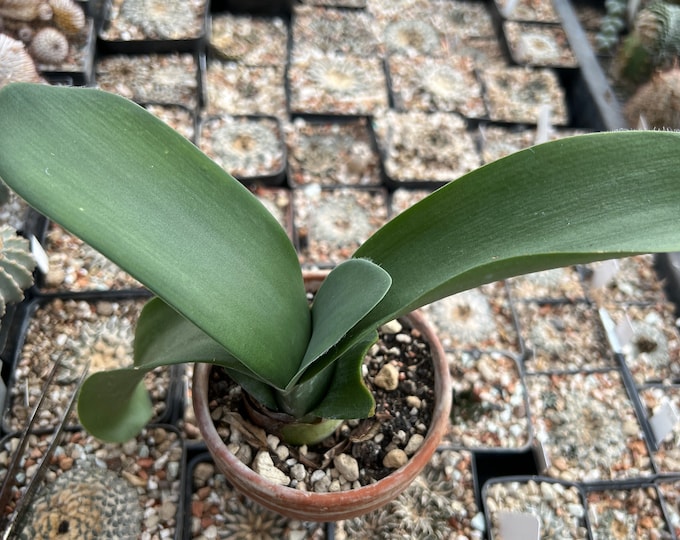 Haemanthus Albiflorus Var. Minimus Elephant Ear - Etsy