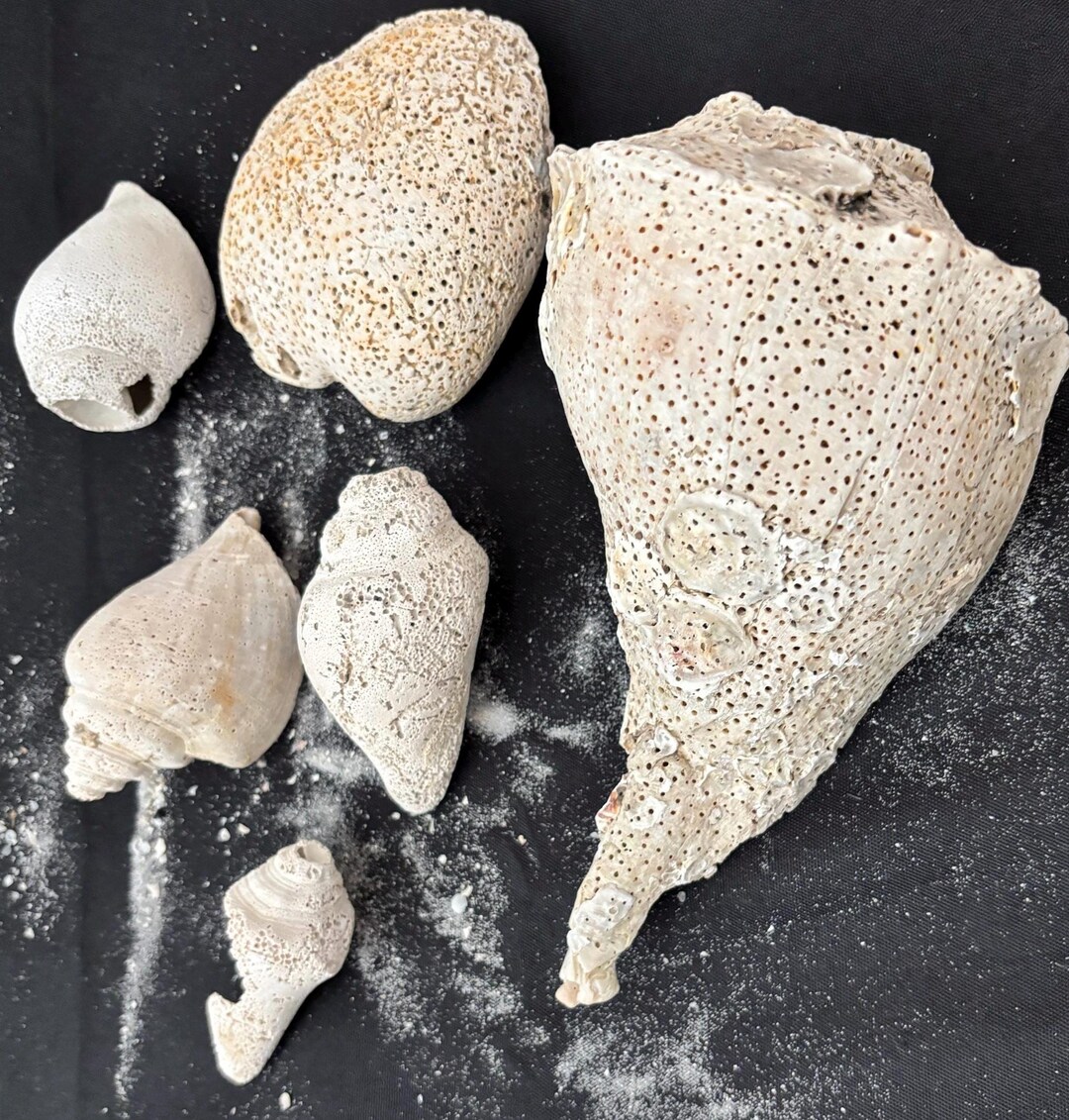 Sea Shells Assorted Sizes and Types Sea Shells 6 Pieces Perfect for ...