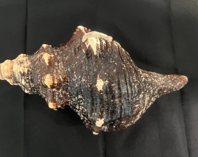 Sea Shells Giant Natural Conch Shell, Frog Seashell 1 Shell 11 Inches ...