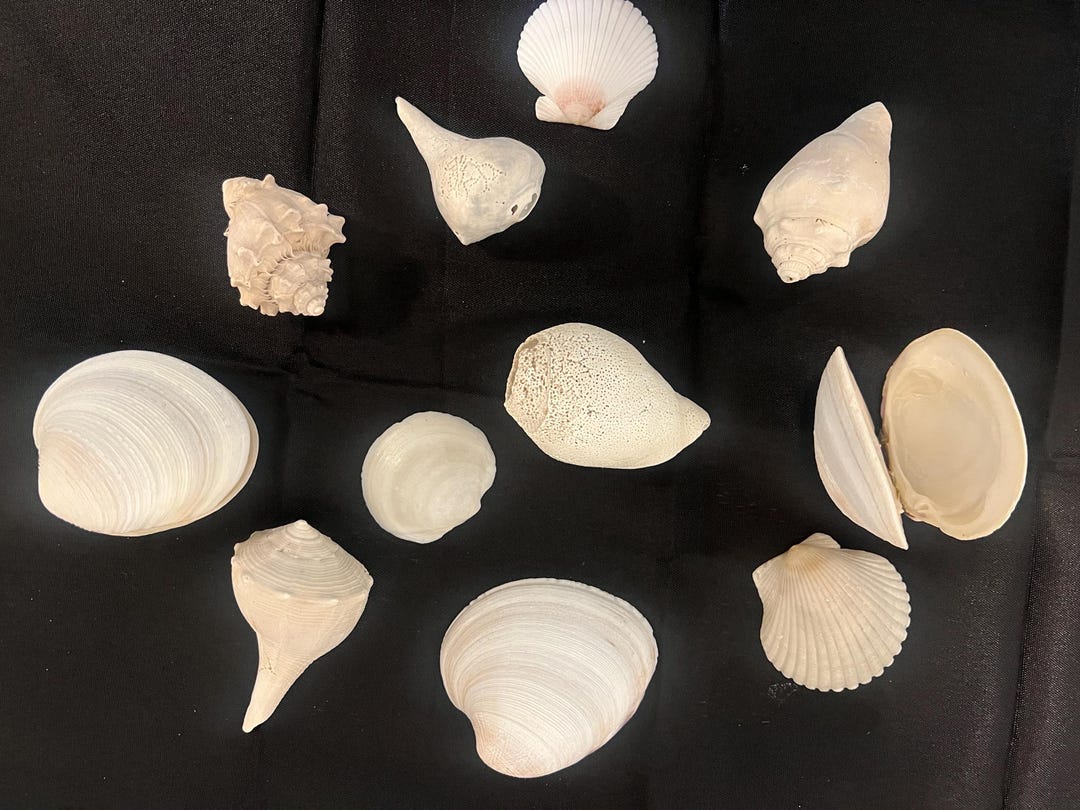White Sea Shells Assorted Sizes and Types Cockle Shells 10 Pieces - 2 ...