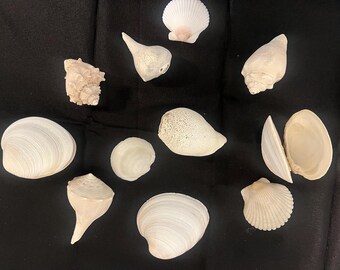 Sea Shells Assorted Sizes and Types Cockle Shells - Etsy