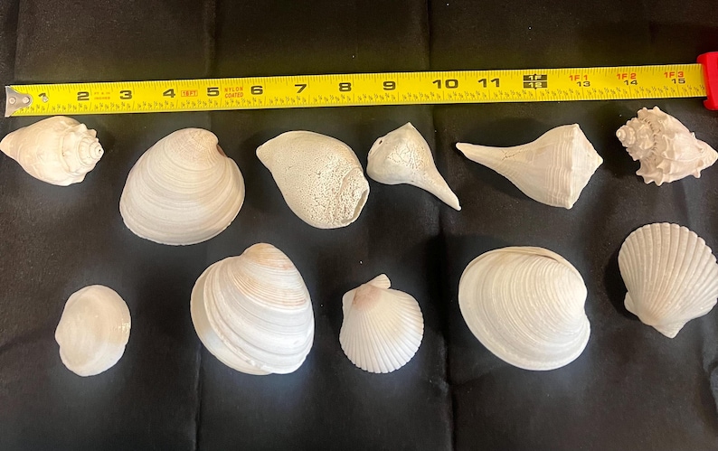 White Sea Shells Assorted Sizes and Types Cockle Shells 10 Pieces 2 to ...