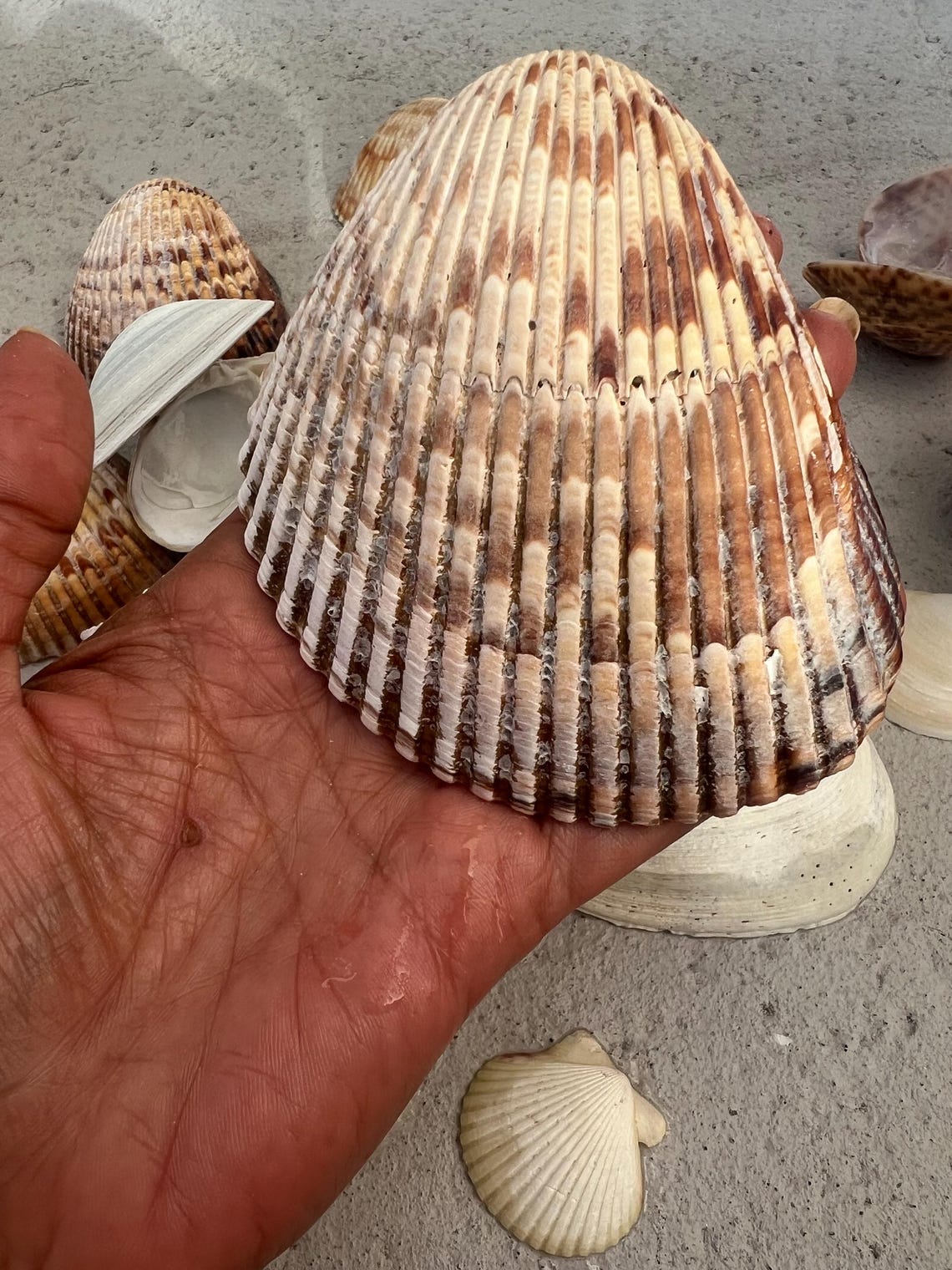 Sea Shells Assorted Sizes and Types Cockle Shells - Etsy